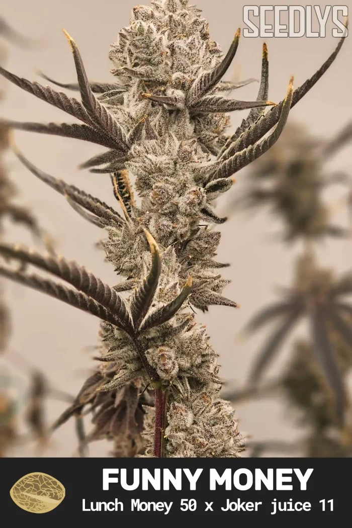 Funny Money Feminized Seeds - Lunch Money 50 x Joker juice 11