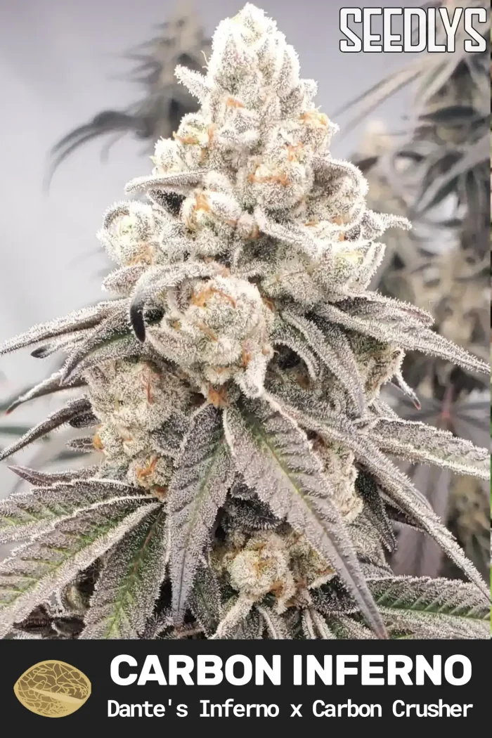 Carbon Inferno Feminized Seeds - Dante's Inferno x Carbon Crusher