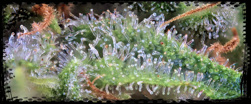 Reverse Auctions - Page 7 of 7 - Seedlys Cannabis Seed Bank USA